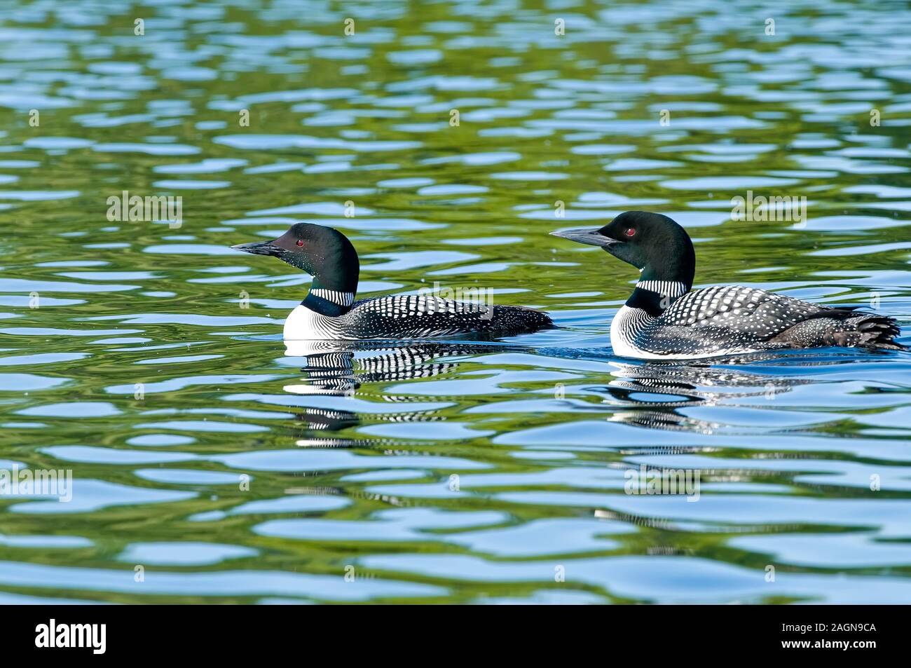 Common loon photographs hi-res stock photography and images - Alamy