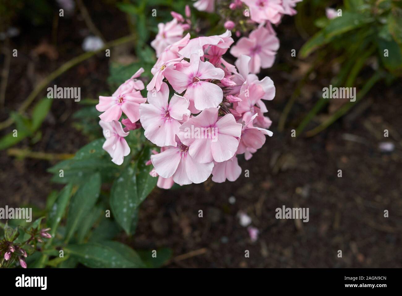 pink inflorescence of Phlox paniculata plant Stock Photo - Alamy