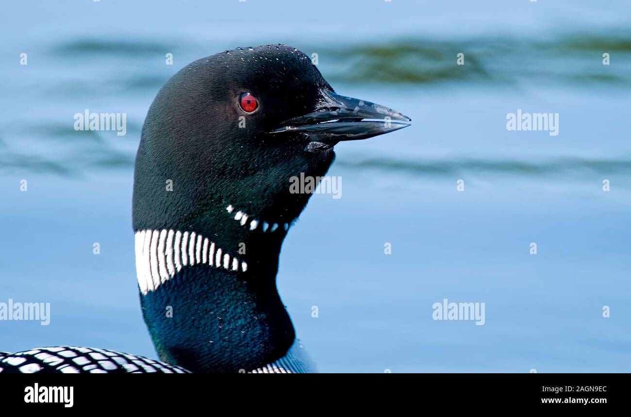 Common loon photographs hi-res stock photography and images - Alamy