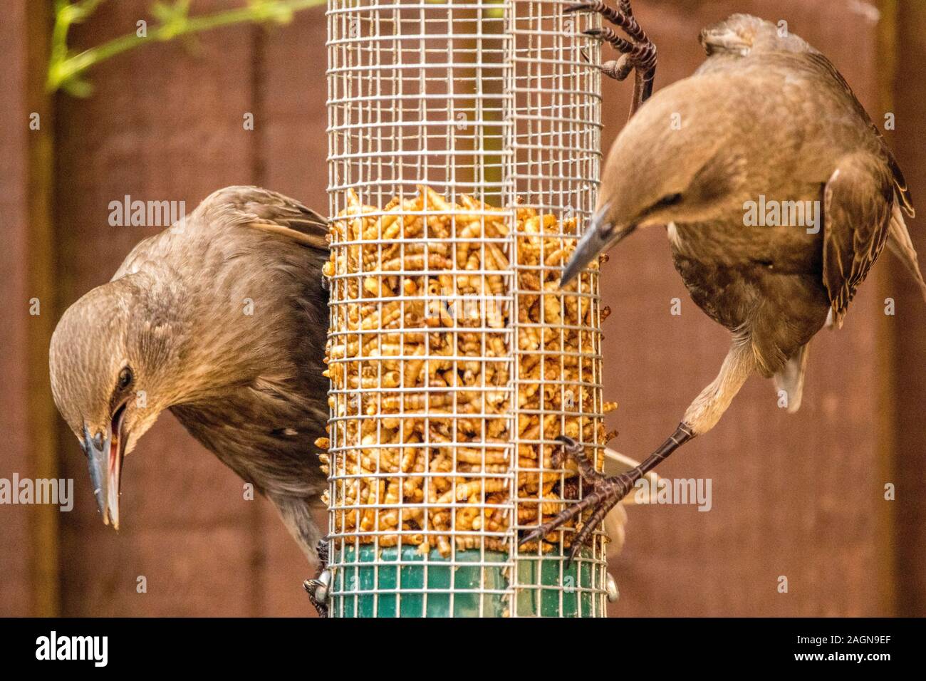 Starling birds eat from a bird feeder in a typical garden, in the ...