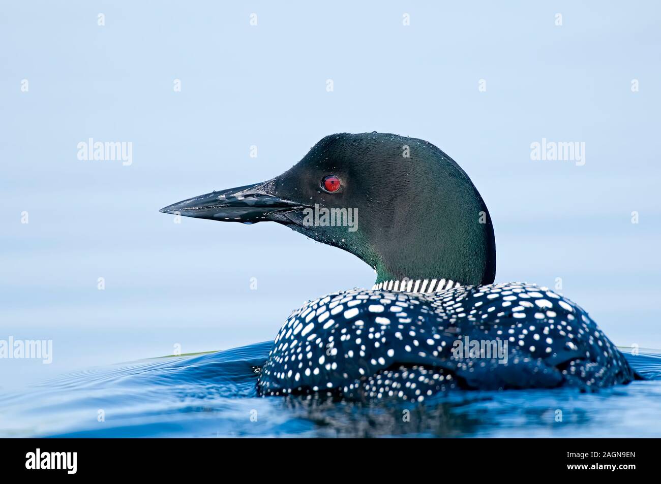 Common loon photographs hi-res stock photography and images - Alamy