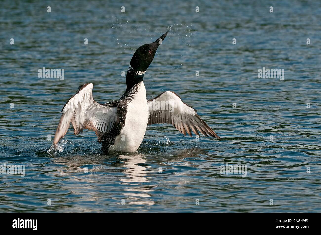 Common loon photographs hi-res stock photography and images - Alamy