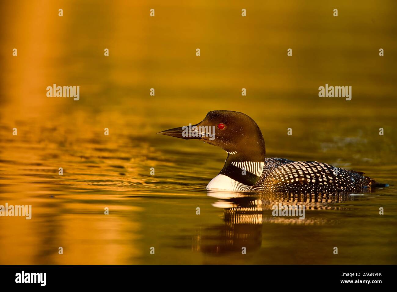 Common loon photographs hi-res stock photography and images - Alamy