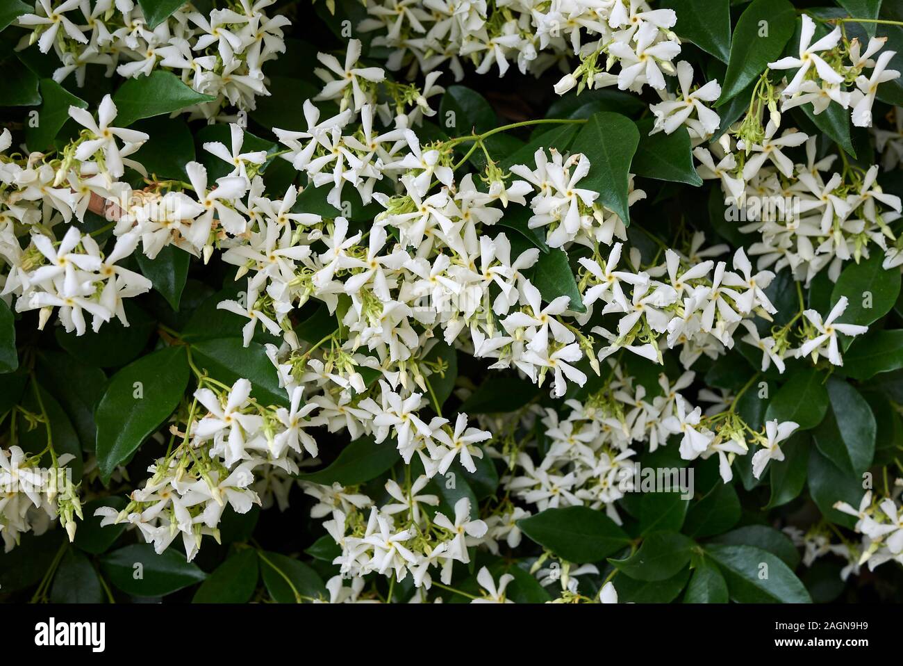 Trachelospermum jasminoides hi-res stock photography and images - Alamy