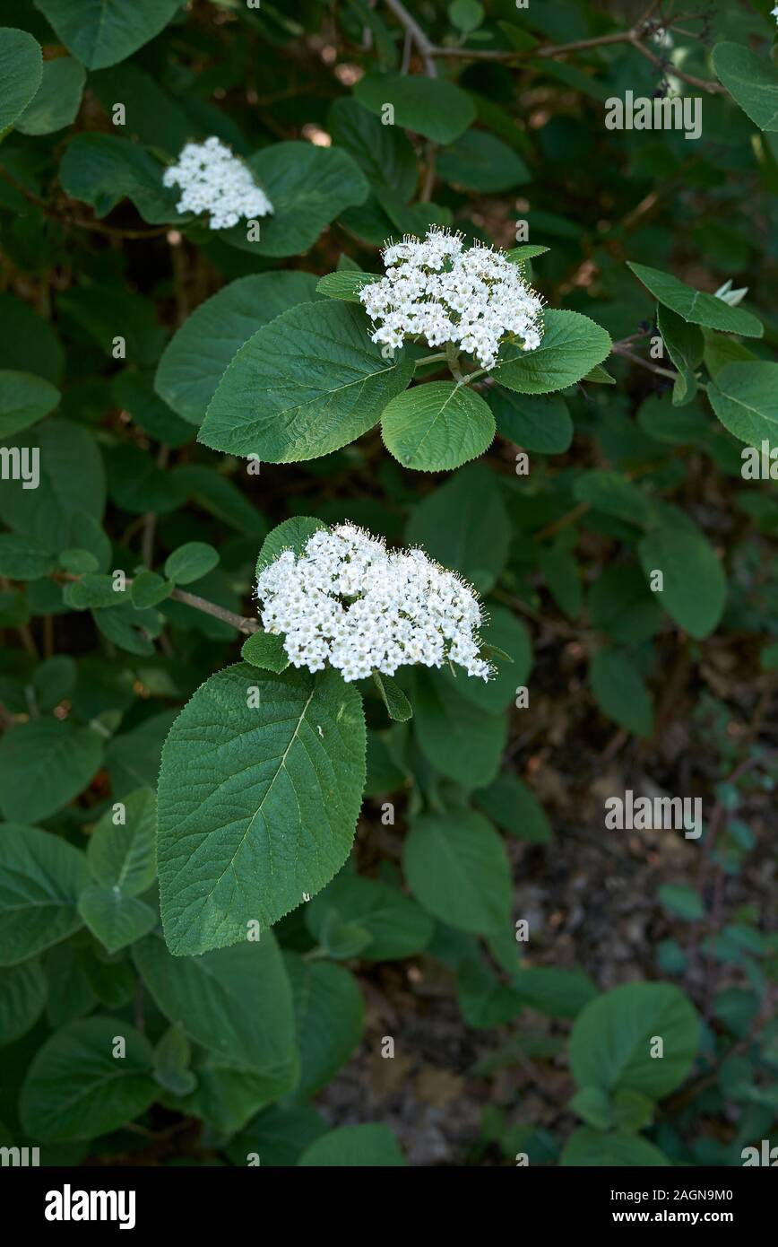 Viburnum lantana shrub in bloom Stock Photo - Alamy