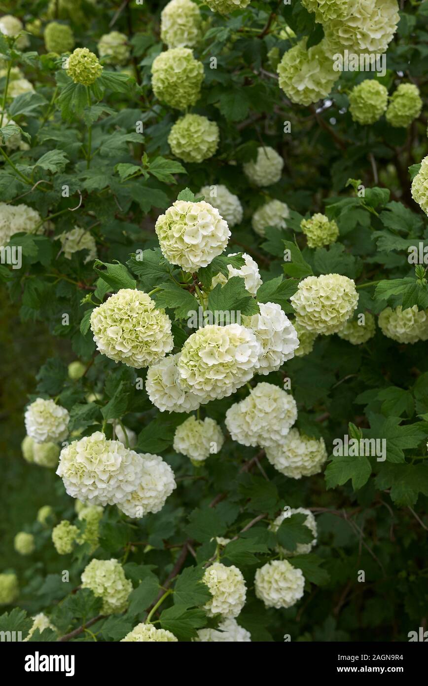 Viburnum opulus shrub in bloom Stock Photo - Alamy