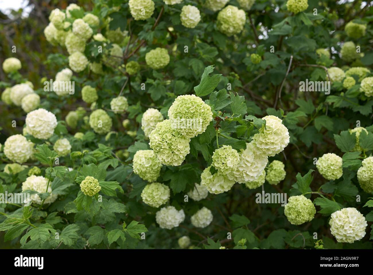 Viburnum opulus shrub in bloom Stock Photo - Alamy