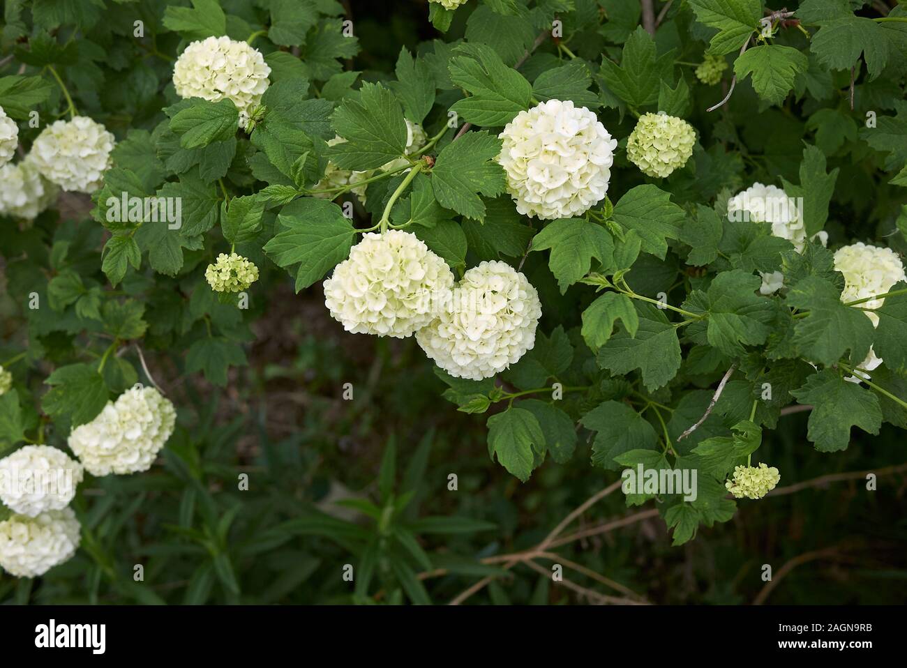 Viburnum opulus shrub in bloom Stock Photo - Alamy