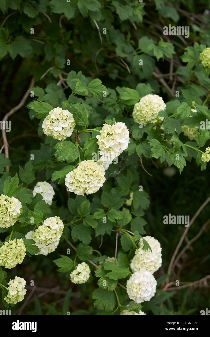 Viburnum opulus shrub in bloom Stock Photo - Alamy