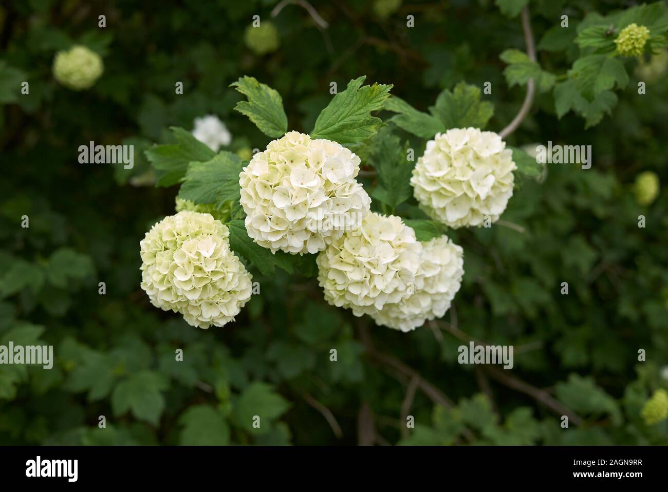 Viburnum opulus shrub in bloom Stock Photo - Alamy
