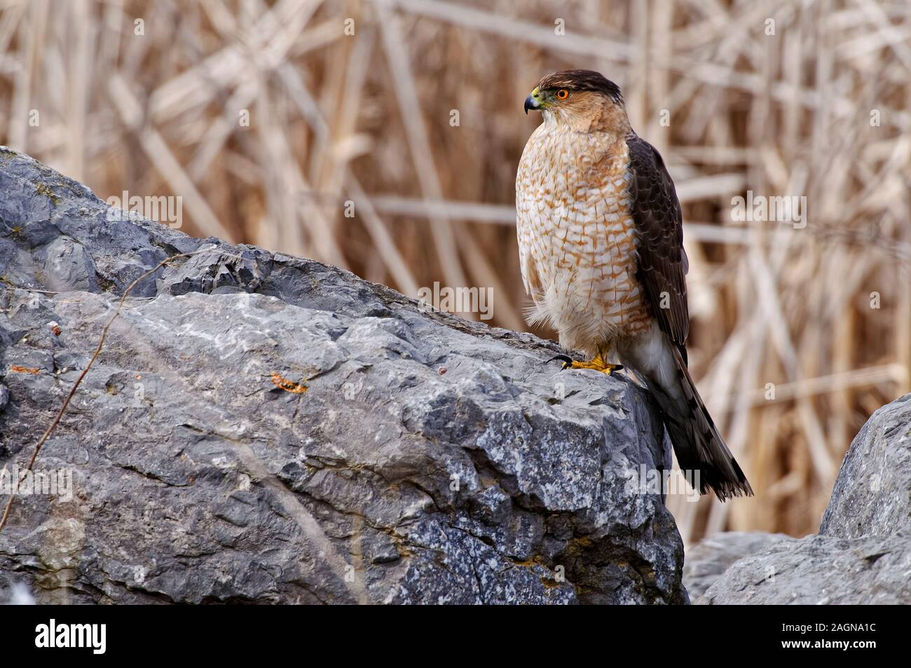 Coopers hawk pictures hi-res stock photography and images - Alamy