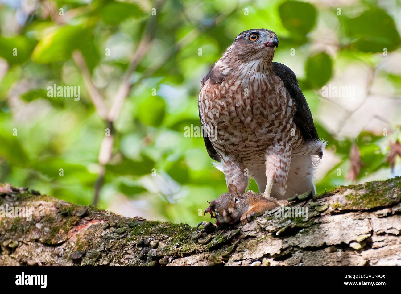 Cooper's hawk hi-res stock photography and images - Alamy