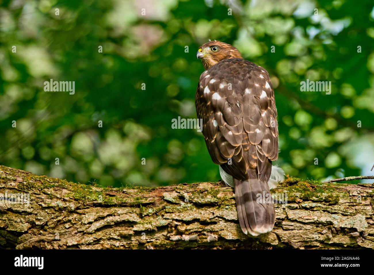 Cooper's hawk hi-res stock photography and images - Alamy