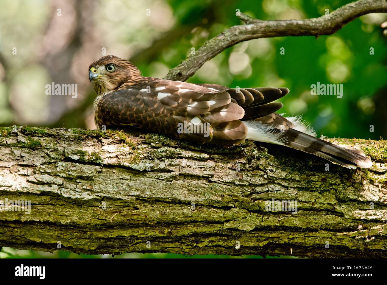 Coopers hawk images hi-res stock photography and images - Alamy