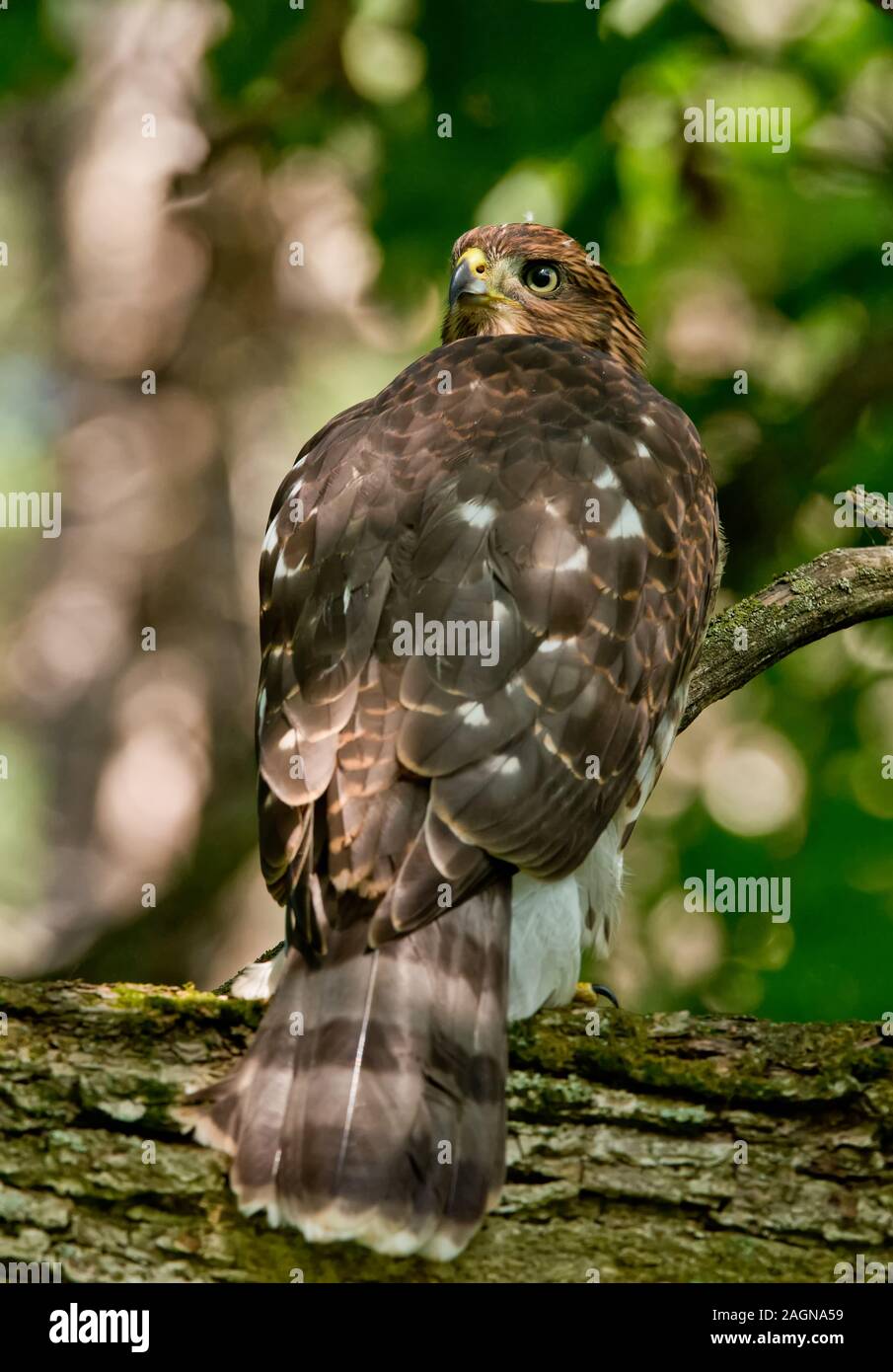 Coopers hawk hi-res stock photography and images - Alamy