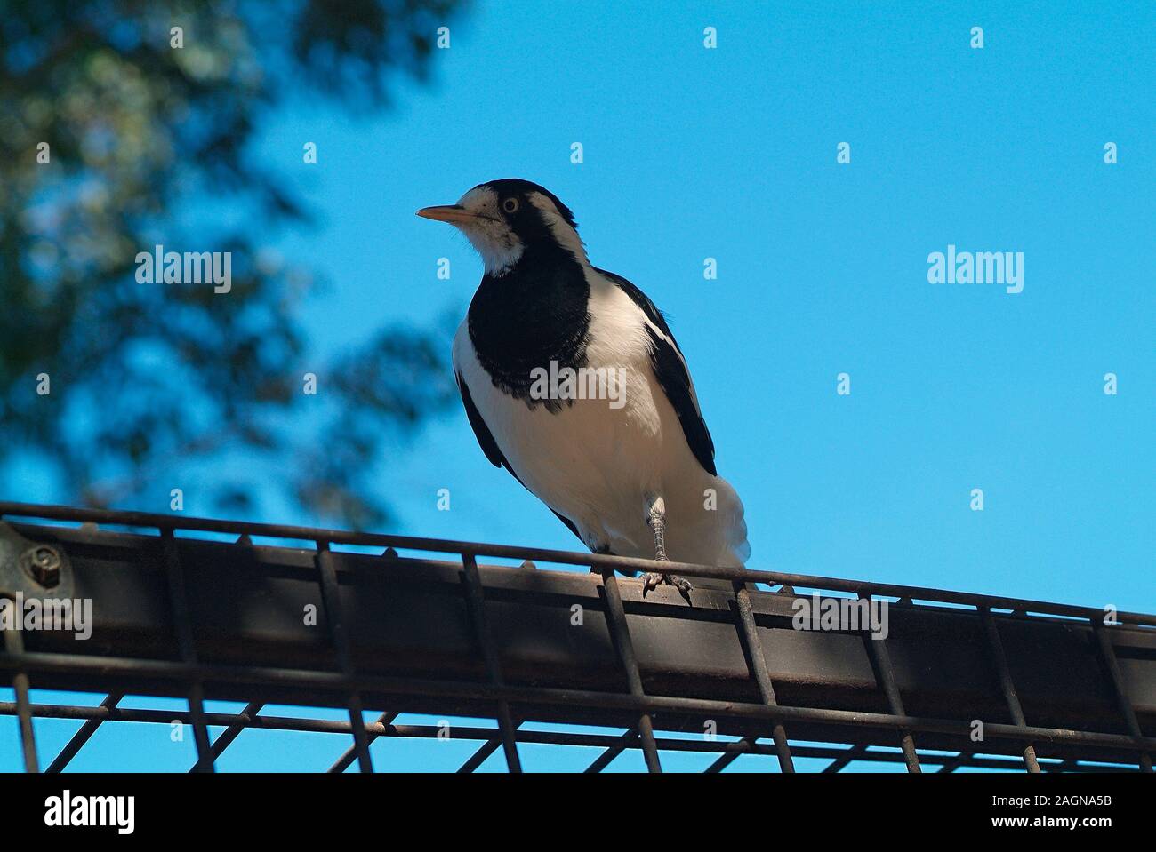 Zoology, Australian Magpie Stock Photo - Alamy