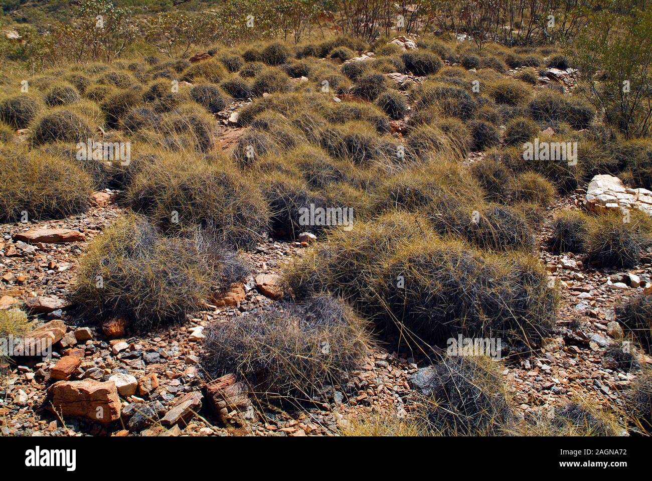 Australia, Spinifex grass Stock Photo - Alamy
