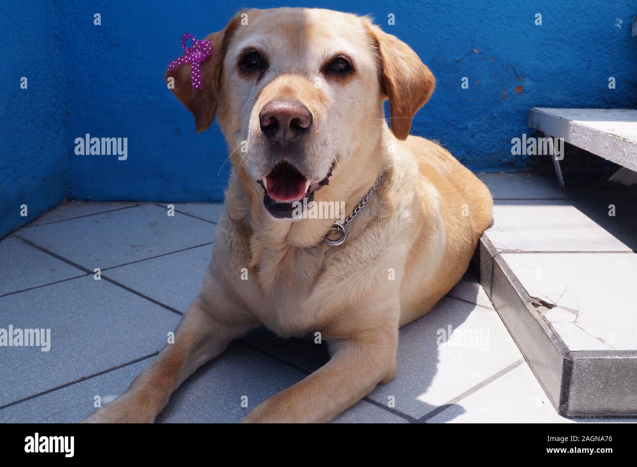 Labrador en sol hi-res stock photography and images - Alamy