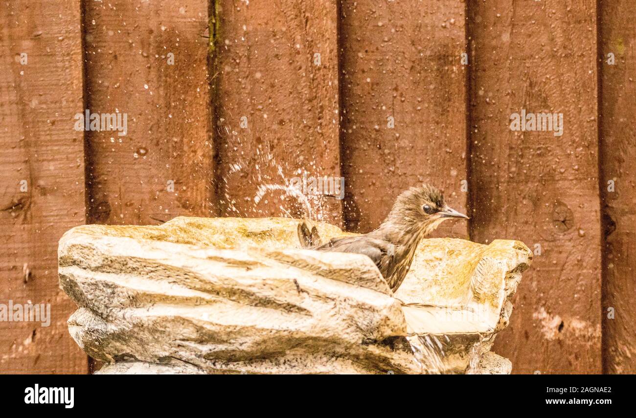 Small birds, very common types,in the United Kingdom sitting and ...