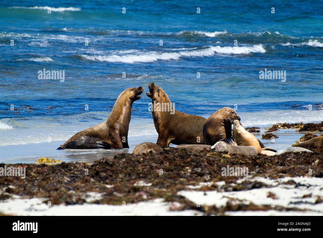 Australian Sea Lions on Seal Bay, Kangaroo Island, South Australia ...