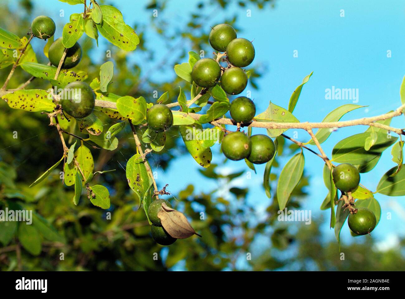 Strychnos hi-res stock photography and images - Alamy