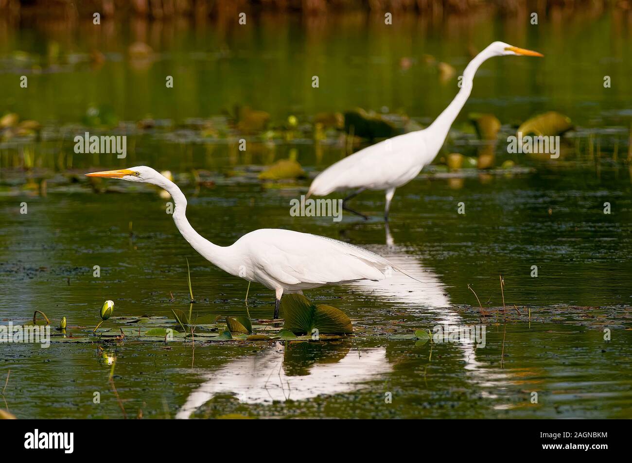 Flying egret photos hi-res stock photography and images - Alamy