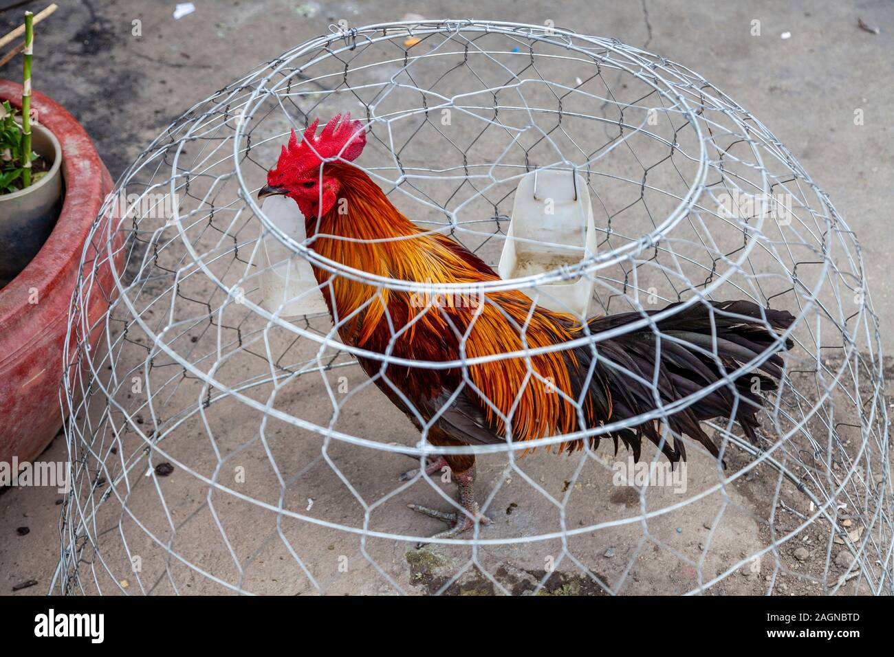 Chicken wire cage hi-res stock photography and images - Alamy