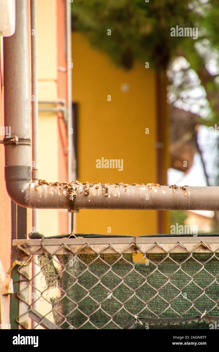 A huge problem in many housing or business areas with Pigeon or other ...