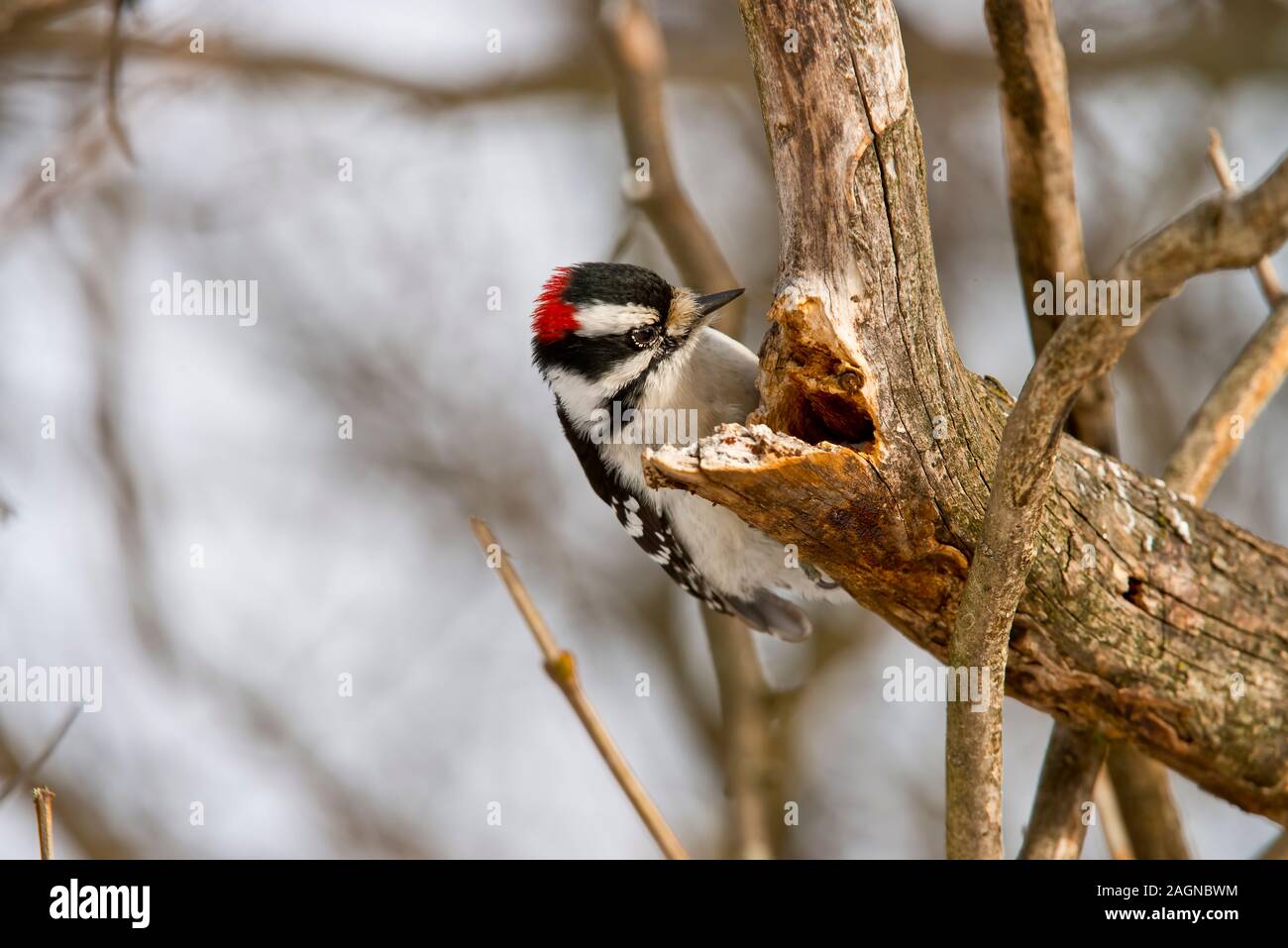 Downy woodpecker pictures hi-res stock photography and images - Alamy