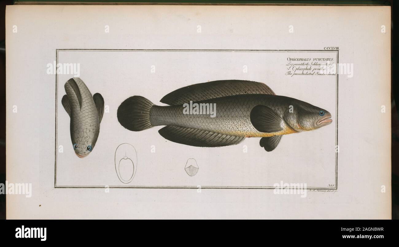 Ophicephalus punctatus hi-res stock photography and images - Alamy