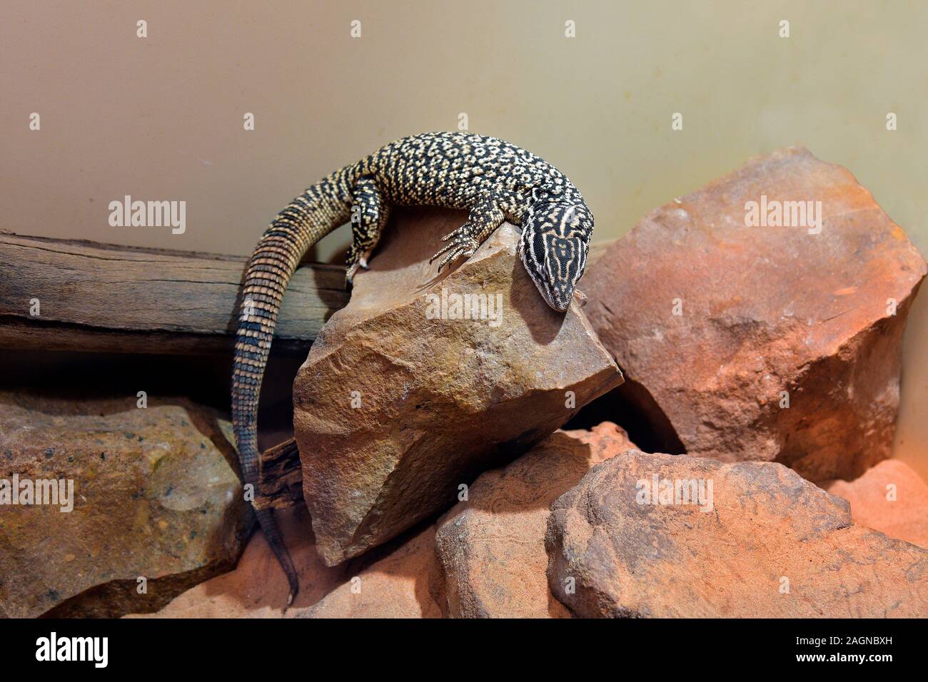 Australia, spiny-tailed monitor aka Ackies dwarf monitor Stock Photo ...