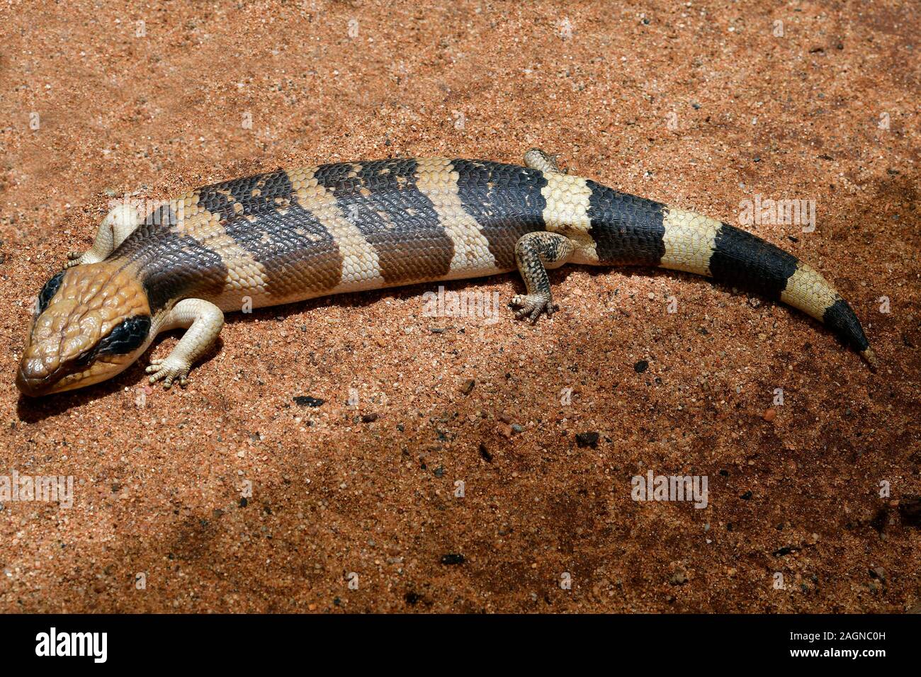 Australia, blue-tonged lizard Stock Photo - Alamy
