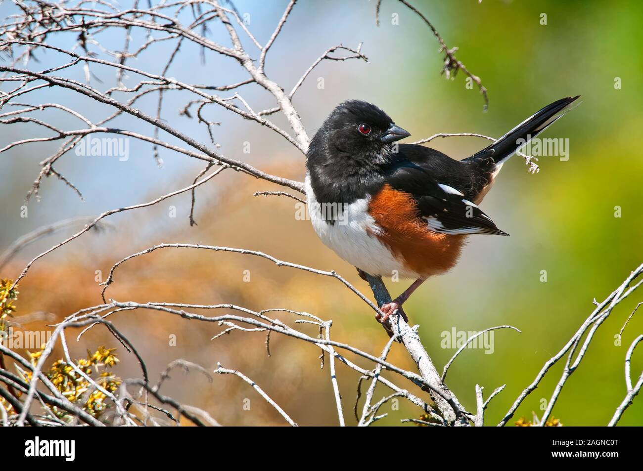 Eastern towhee photographs hi-res stock photography and images - Alamy