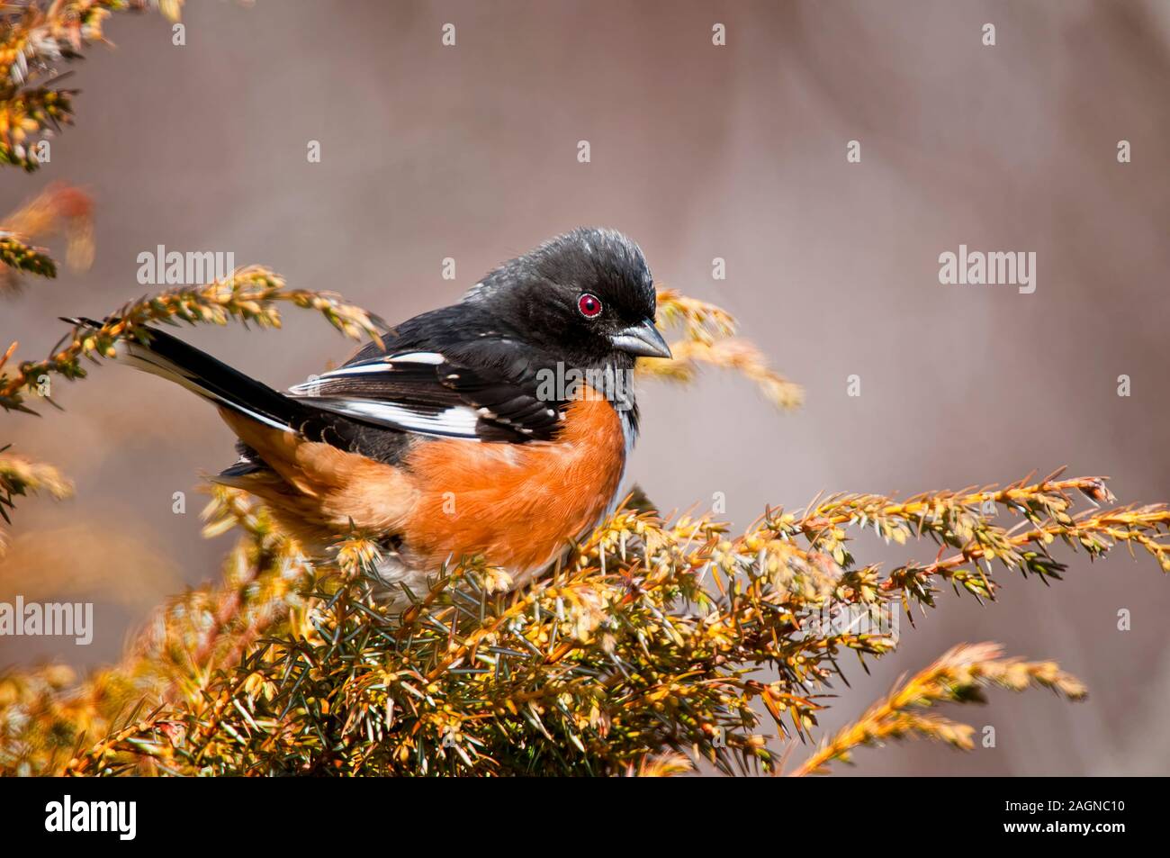 Eastern towhee images hi-res stock photography and images - Alamy