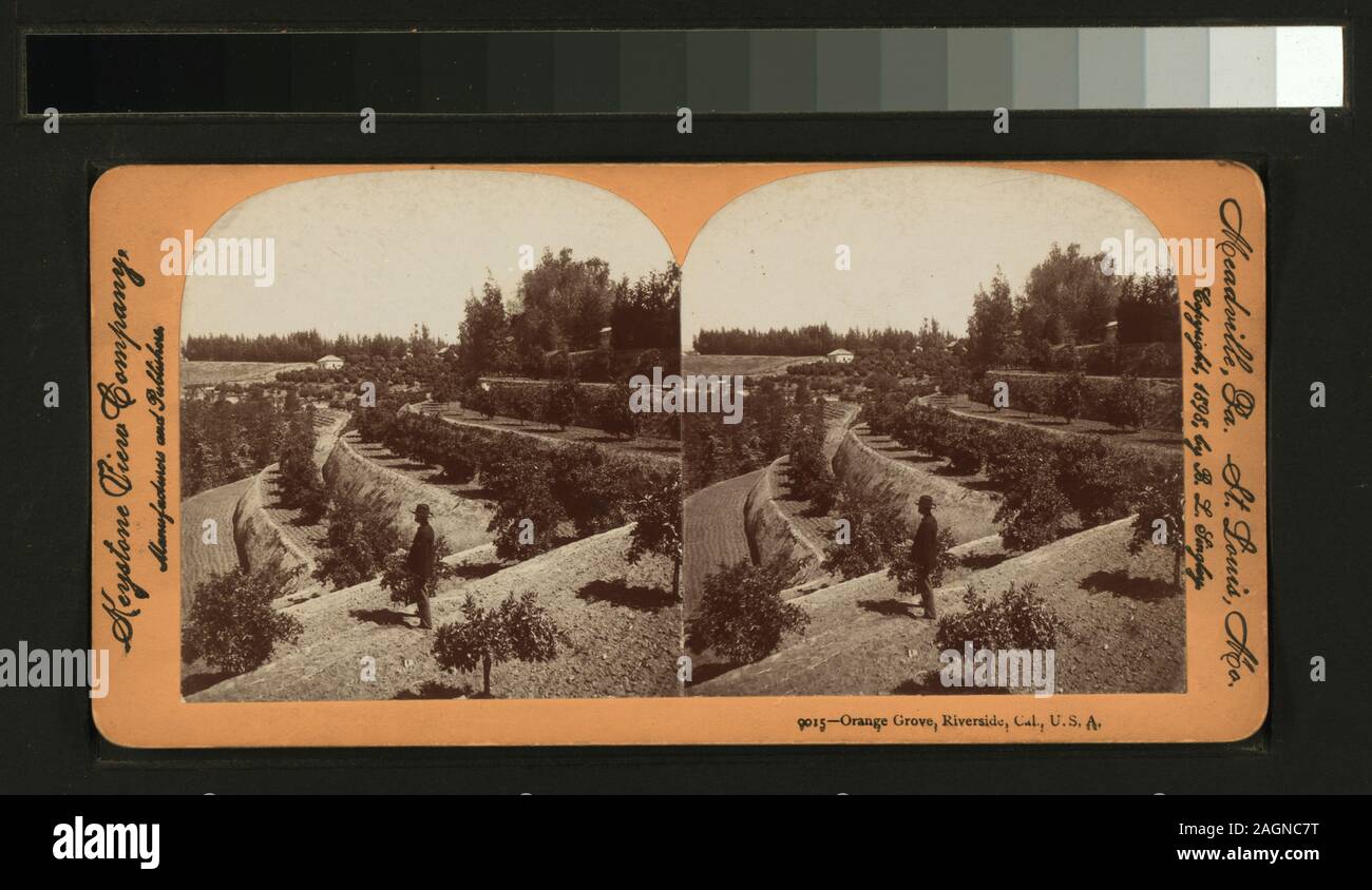 Orange Grove, Riverside, Cal, USA Orange Grove, Riverside, Cal, U.S.A ...