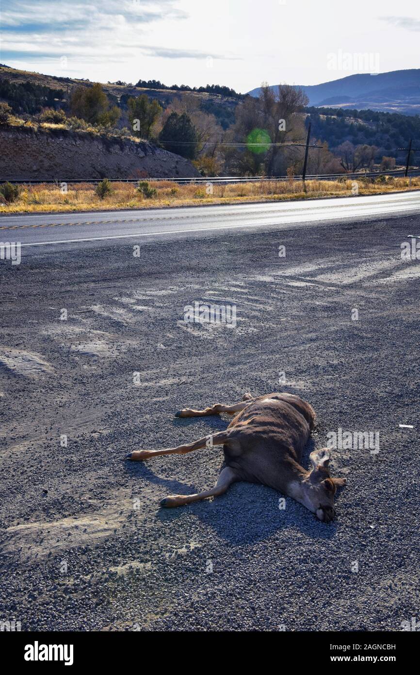 Dead body car crash hi-res stock photography and images - Alamy
