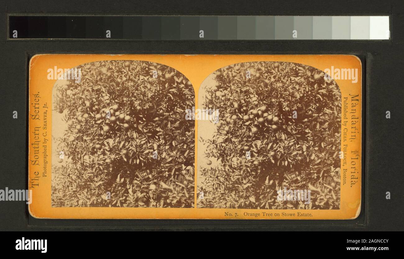 Orange Tree on Stowe Estate Orange Tree on Stowe Estate.; Orange Tree ...