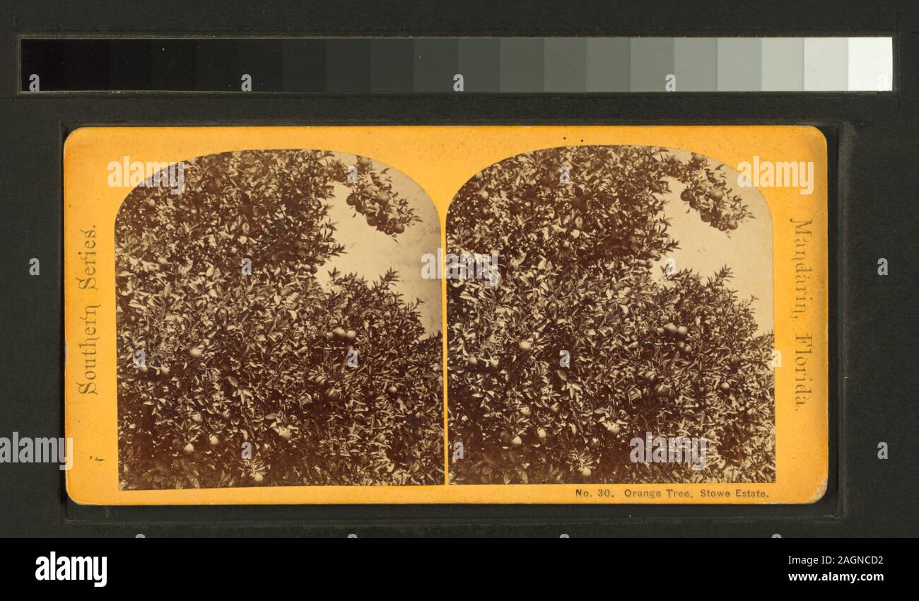 Orange Tree, Stowe Estate Orange Tree, Stowe Estate.; Orange Tree ...