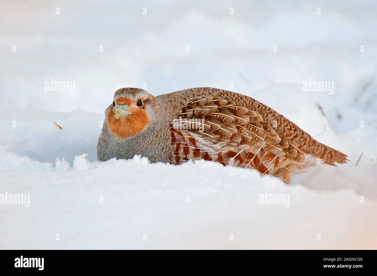 Gray partridge images hi-res stock photography and images - Alamy