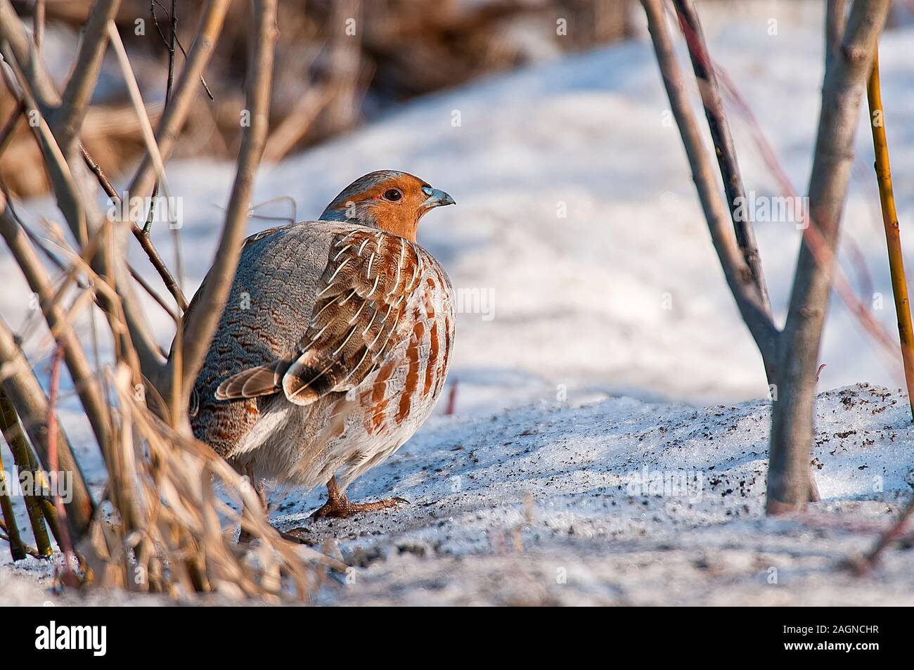 Gray partridge images hi-res stock photography and images - Alamy