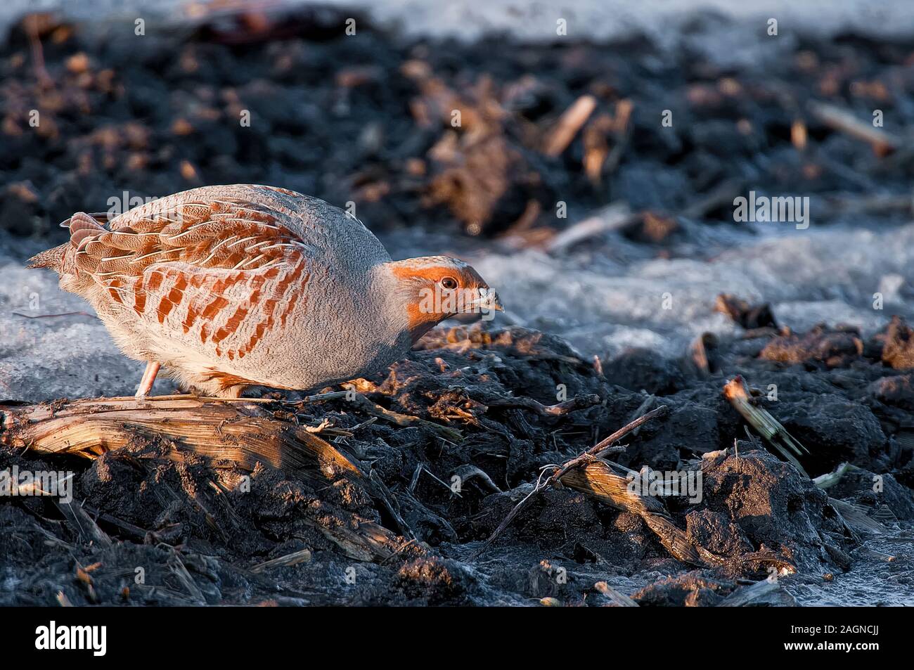 Partridge in nature hi-res stock photography and images - Alamy