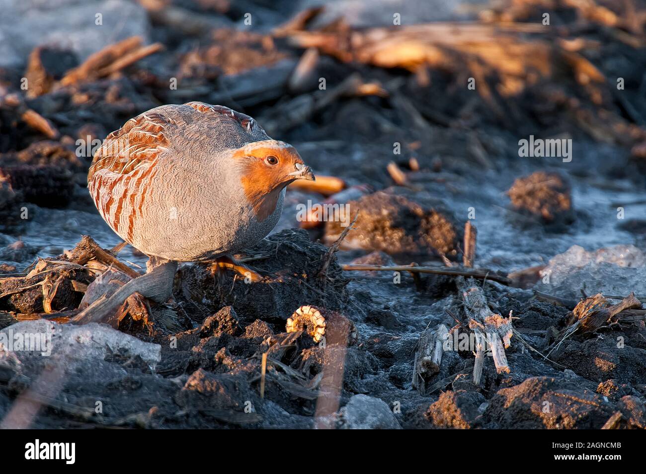 Partridge in nature hi-res stock photography and images - Alamy