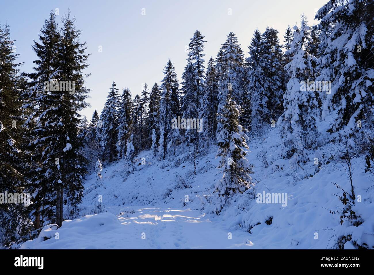 snowy spruce forest landscape in tonya trabzon turkey Stock Photo - Alamy