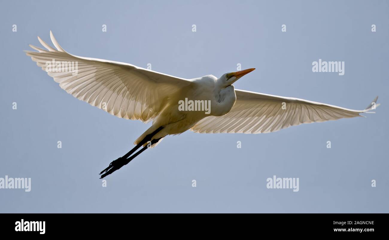 Great Egret Flying Stock Photo - Alamy