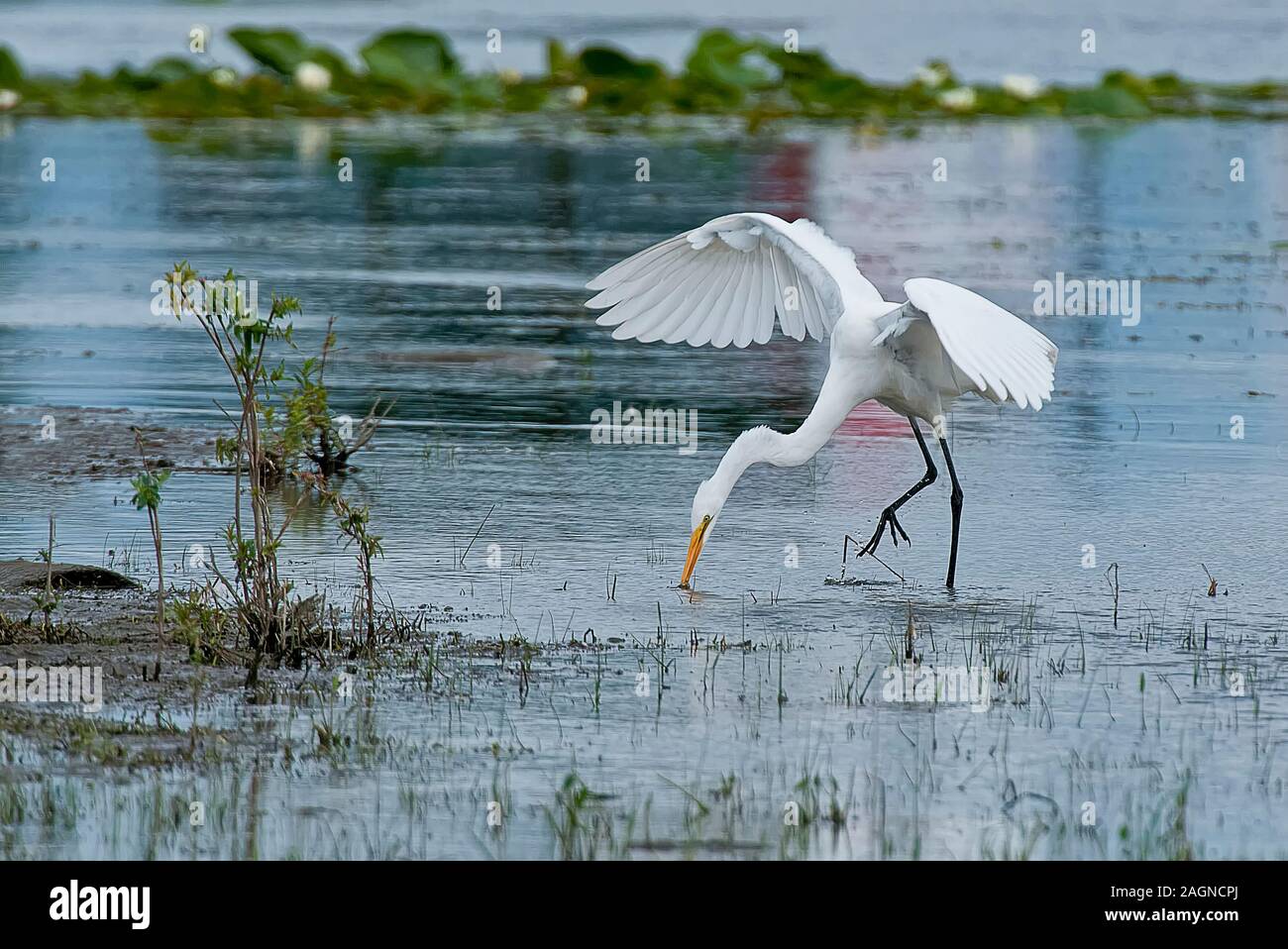 Great Egret standing in water Stock Photo - Alamy