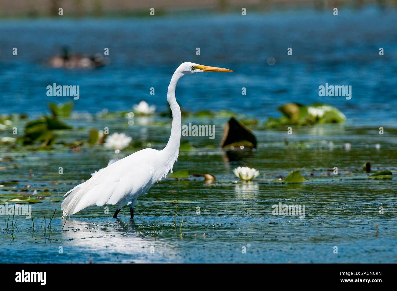 Great Egret standing in water Stock Photo - Alamy