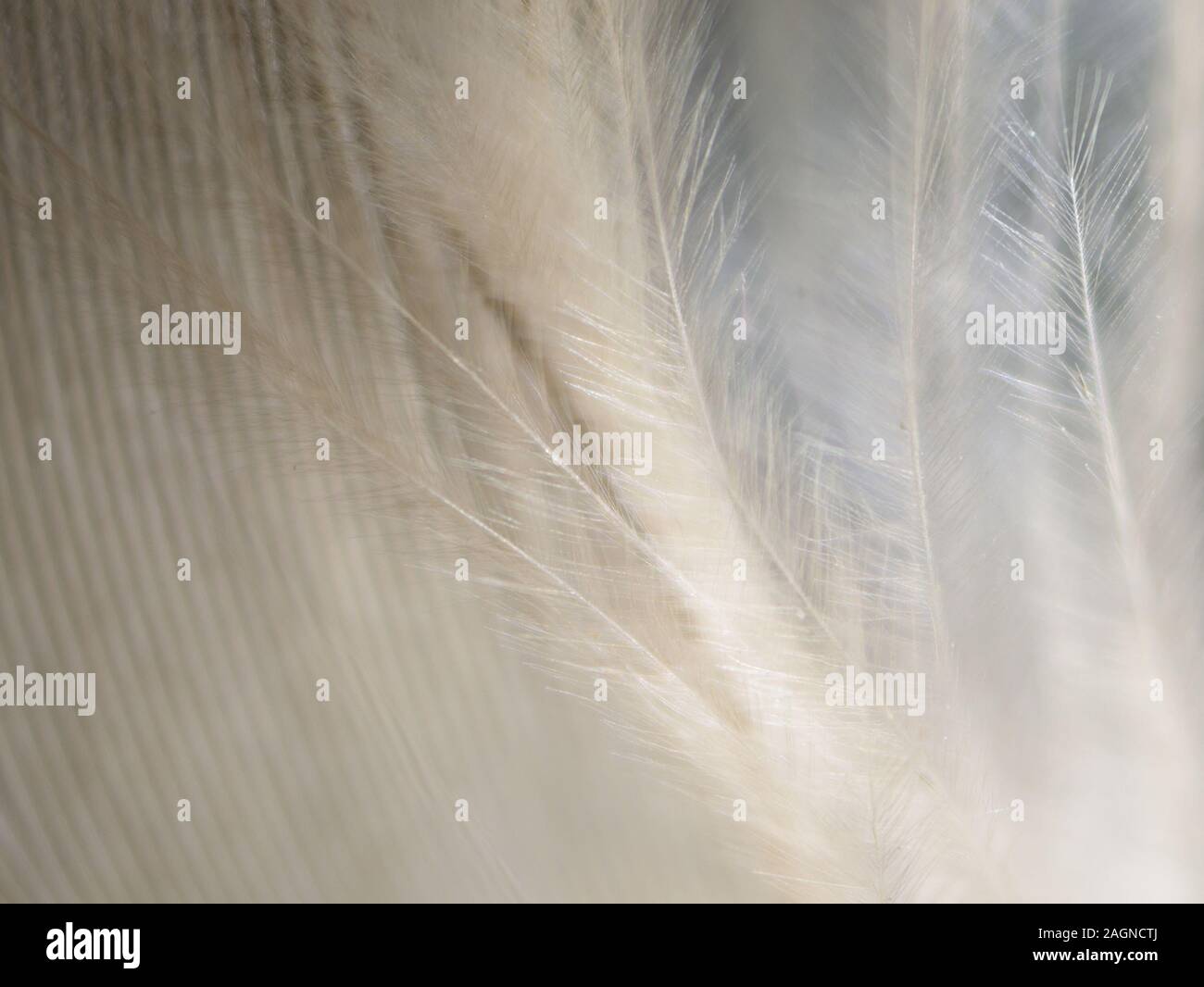 Down and feather hi-res stock photography and images - Alamy