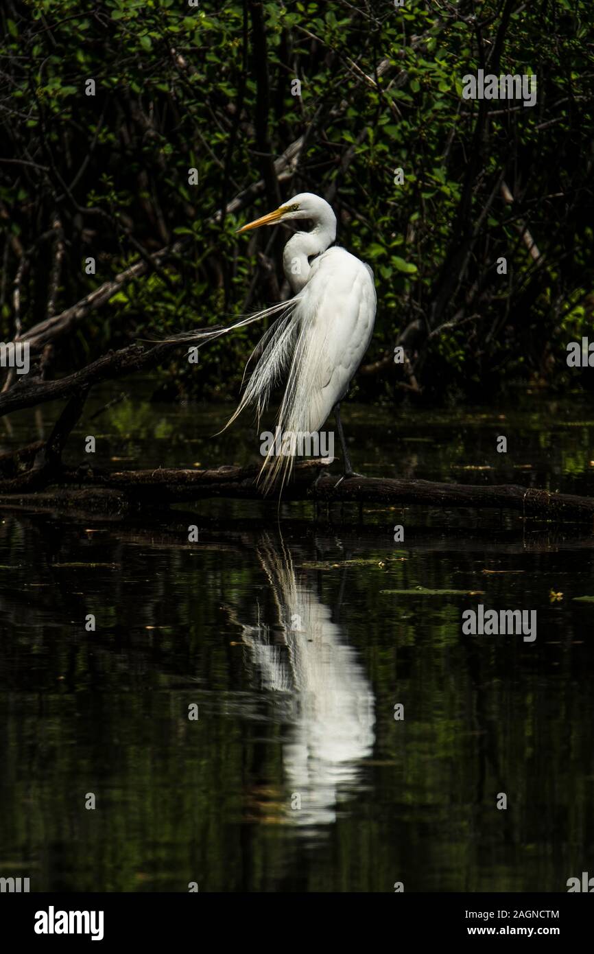 Flying egret pics hi-res stock photography and images - Alamy
