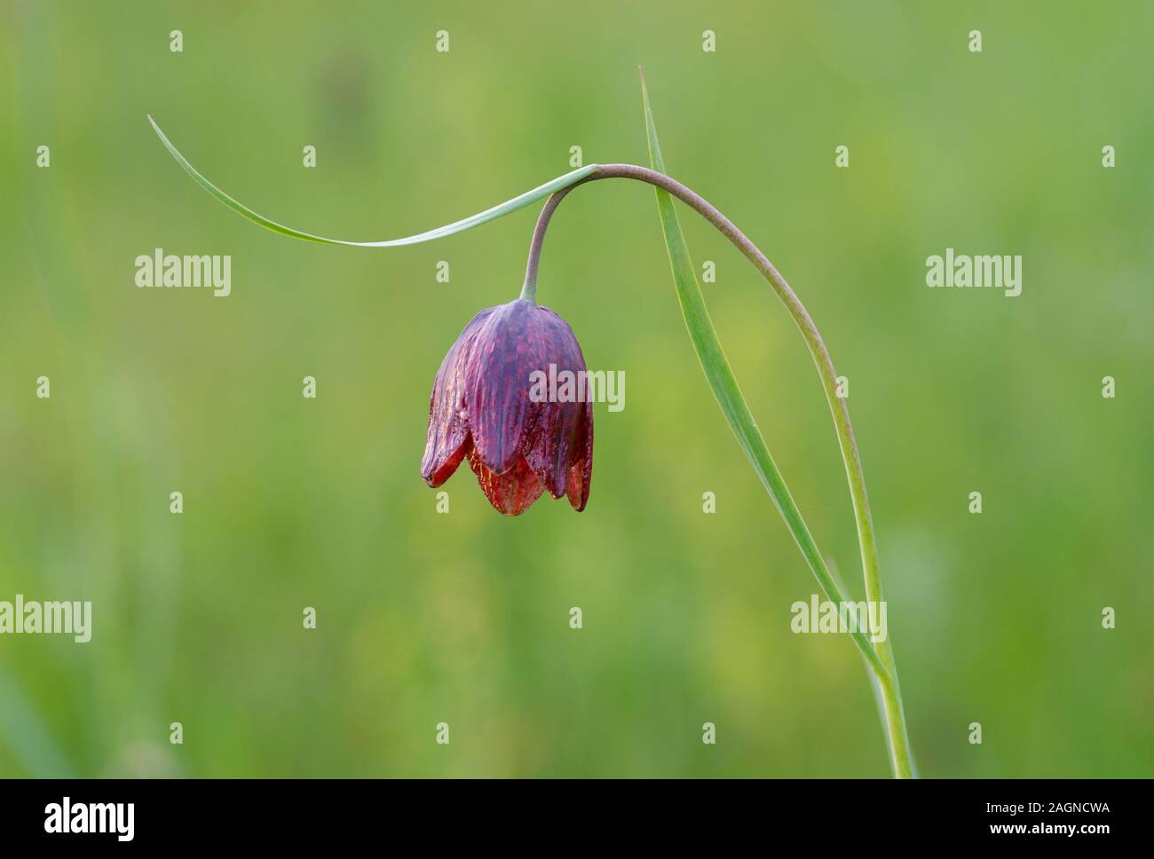 Russia Native Plants High Resolution Stock Photography and Images - Alamy