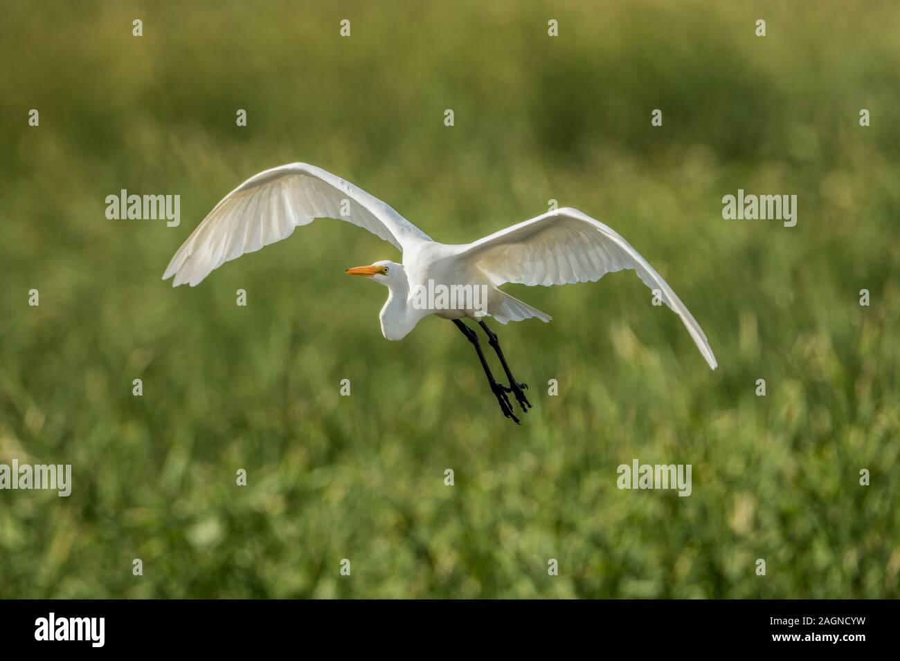 Flying bird photography hi-res stock photography and images - Alamy